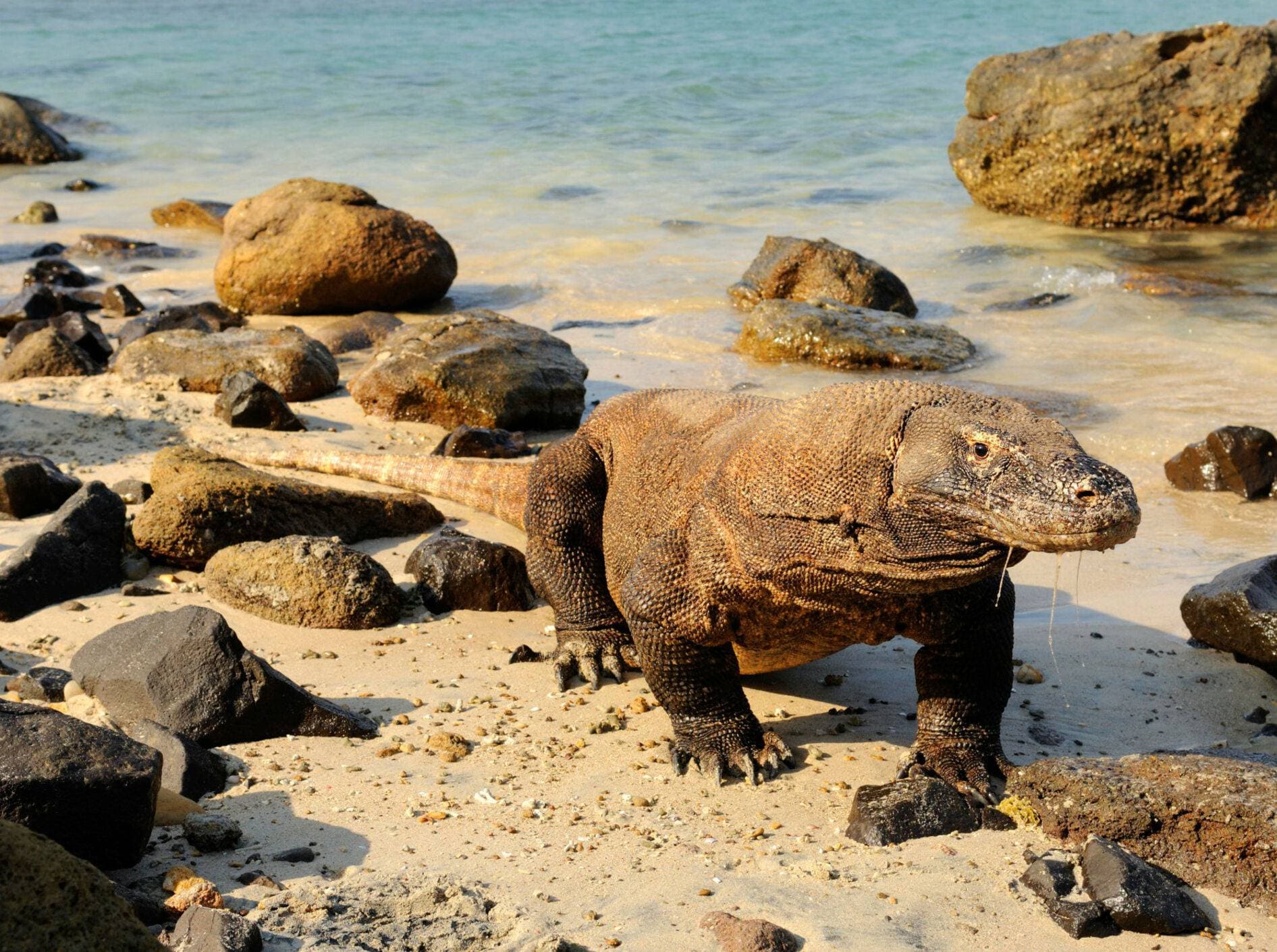 Komodo National Park How To Plan A Trip To Komodo National Park,