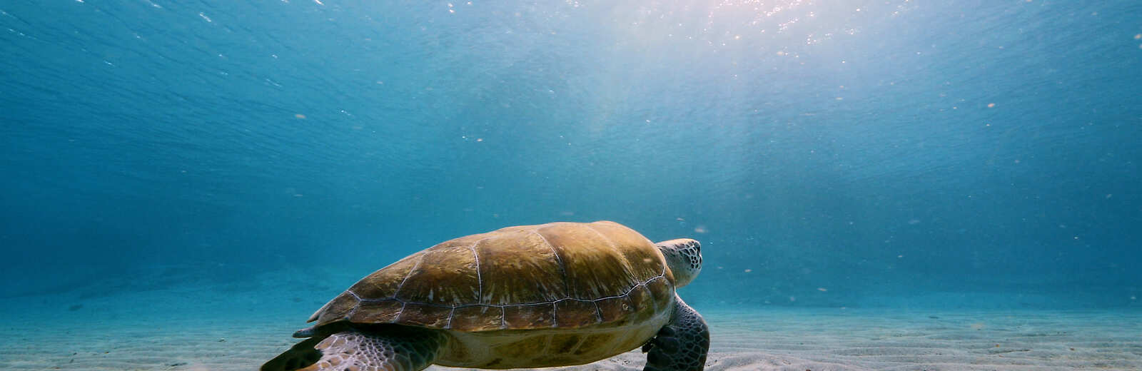 Caribbean, by Cunard by Cunard | Amex Travel